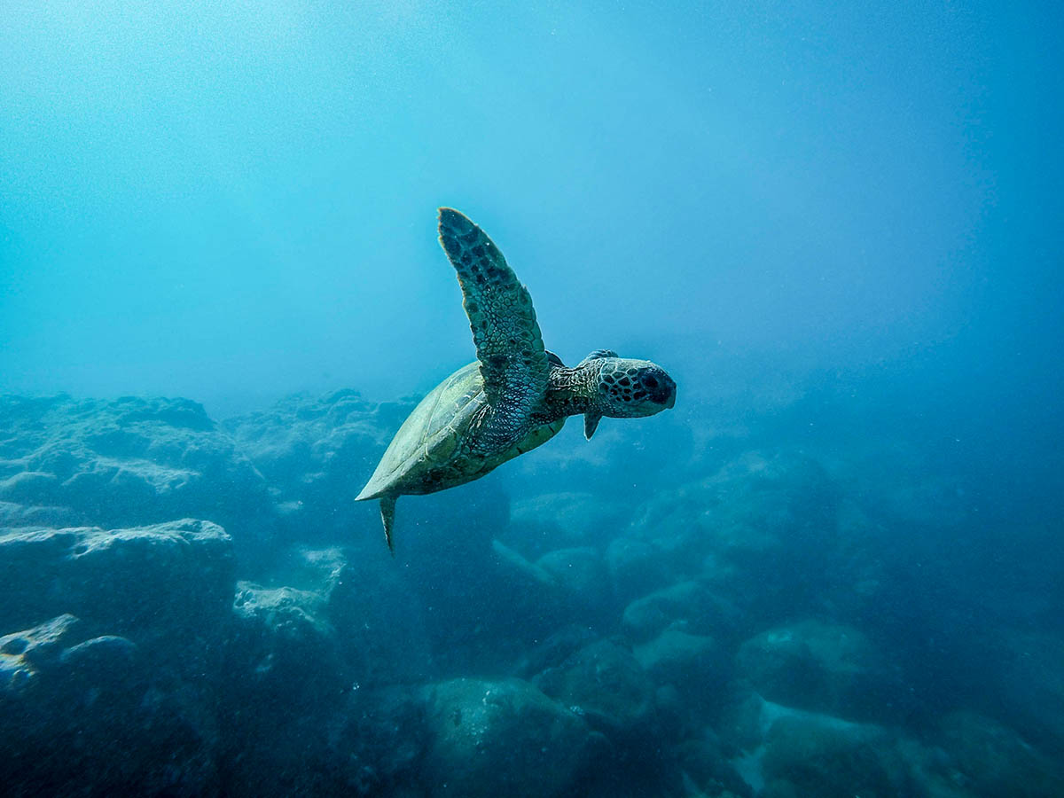 Scuba diving in Kassandra - EXPLORE HALKIDIKI Holiday Services